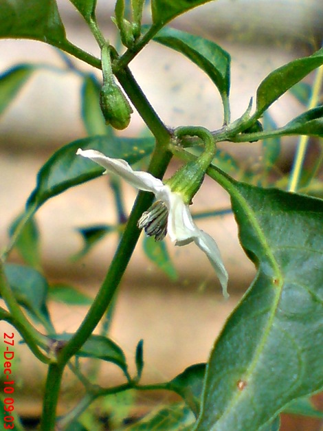 Bunga Cabe Rawit ( Capsicum frutescens L.)